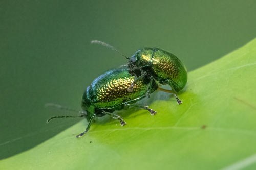Colaspoides laportei · iNaturalist