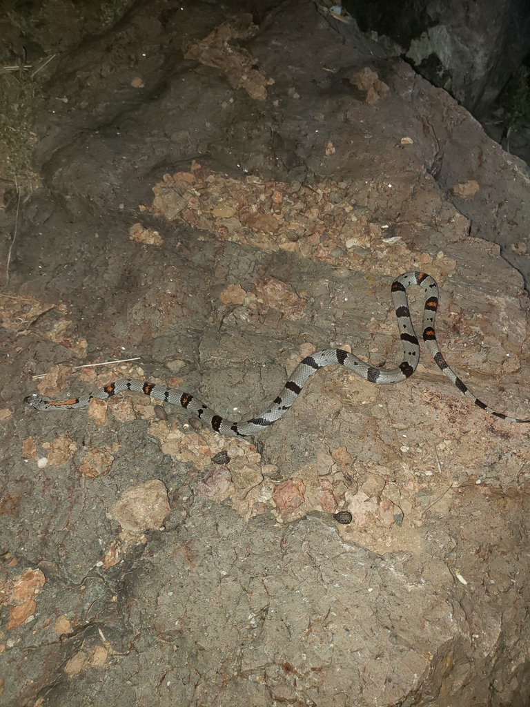 Gray-banded Kingsnake in July 2021 by jlassiter · iNaturalist