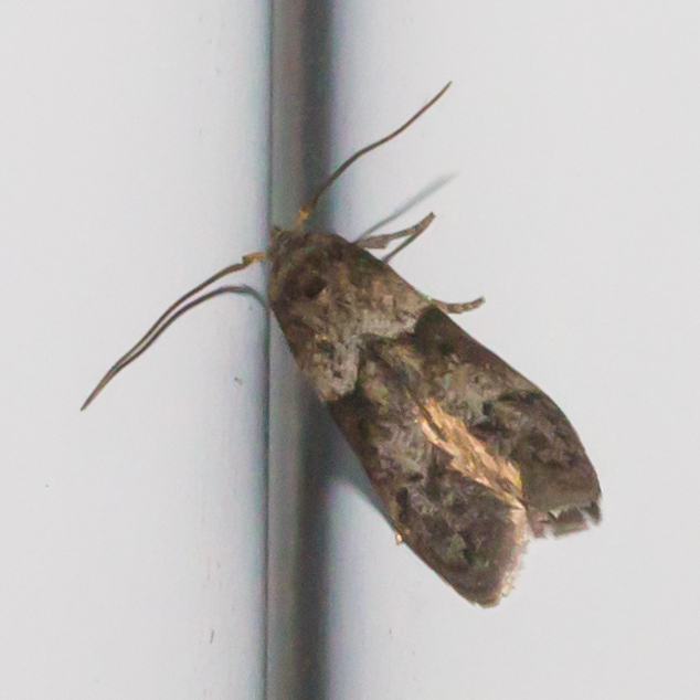 Acorn Moth from Prince George's, Maryland, United States on July 30 ...