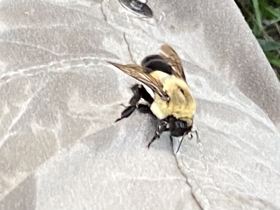 Common Eastern Bumble Bee from Sumner, IA, US on July 17, 2021 at 05:56 ...