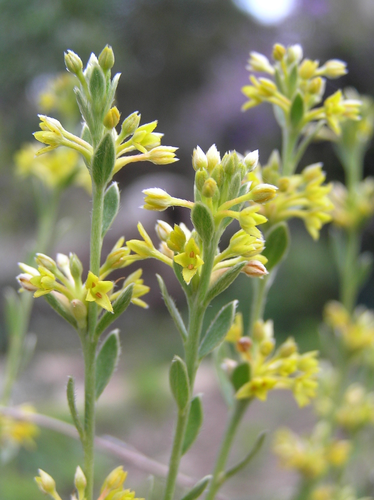 curved rice-flower from Melbourne VIC, Australia on September 28, 2005 ...