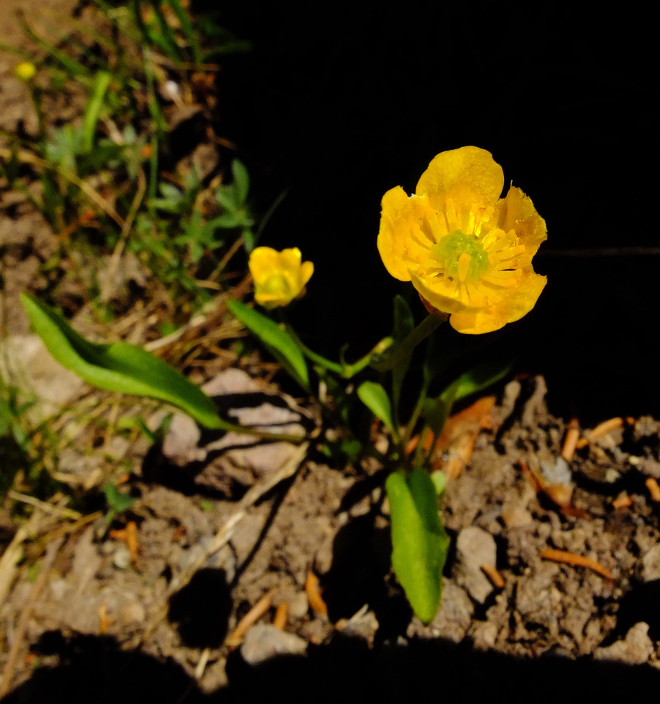 Small Water Plantain Buttercup from Sagehen Creek Field Station on July ...