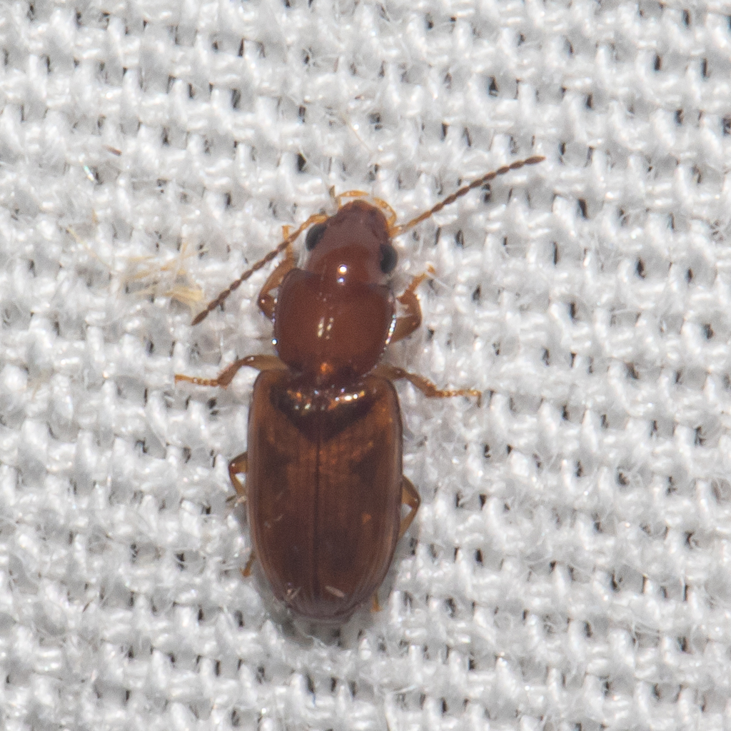 Acupalpus testaceus from Anne Arundel County, MD, USA on July 8, 2021 ...