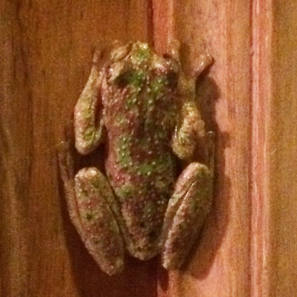 Guatemala Spikethumb Frog in September 2014 by analudeleon · iNaturalist