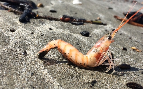 Genus Parapenaeus · iNaturalist