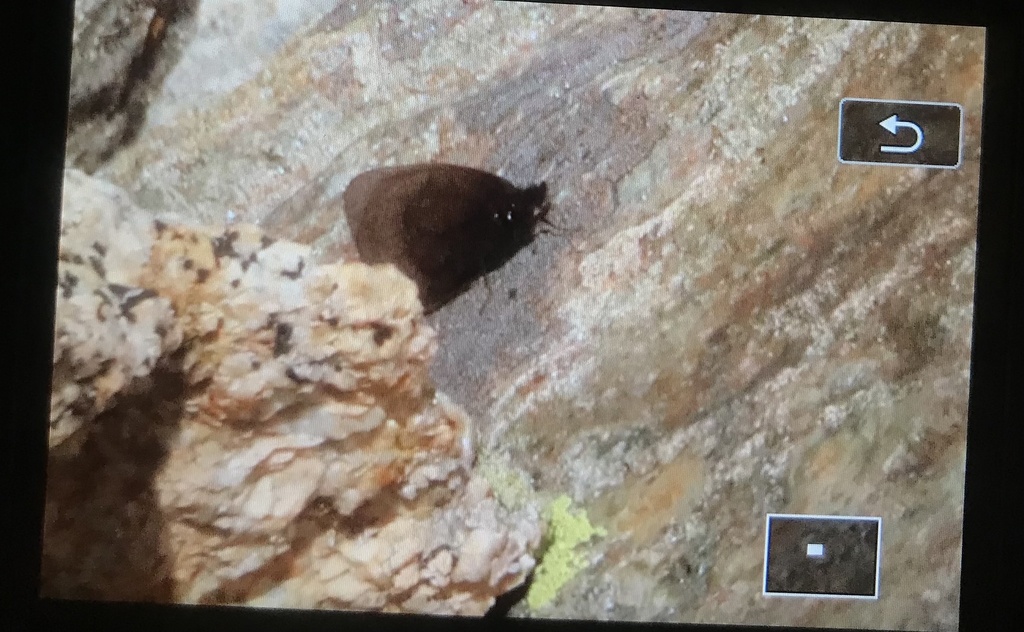 Magdalena Alpine from White River National Forest, Dillon, CO, US on ...