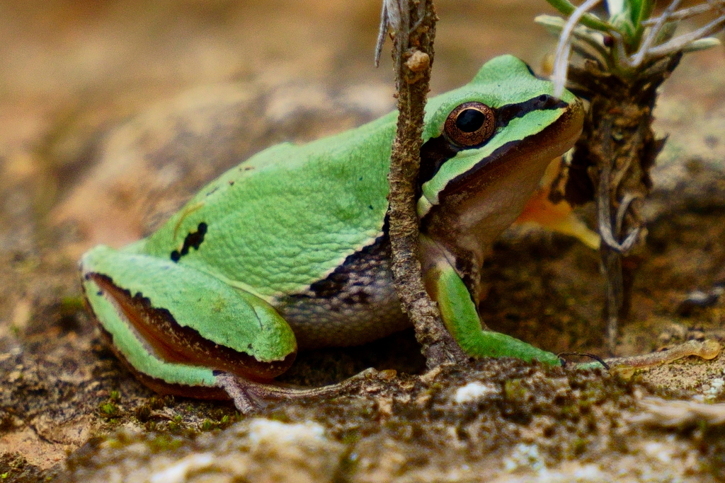 Mountain Tree Frog from Zaragoza, S.L.P., México on July 4, 2021 at 02: ...