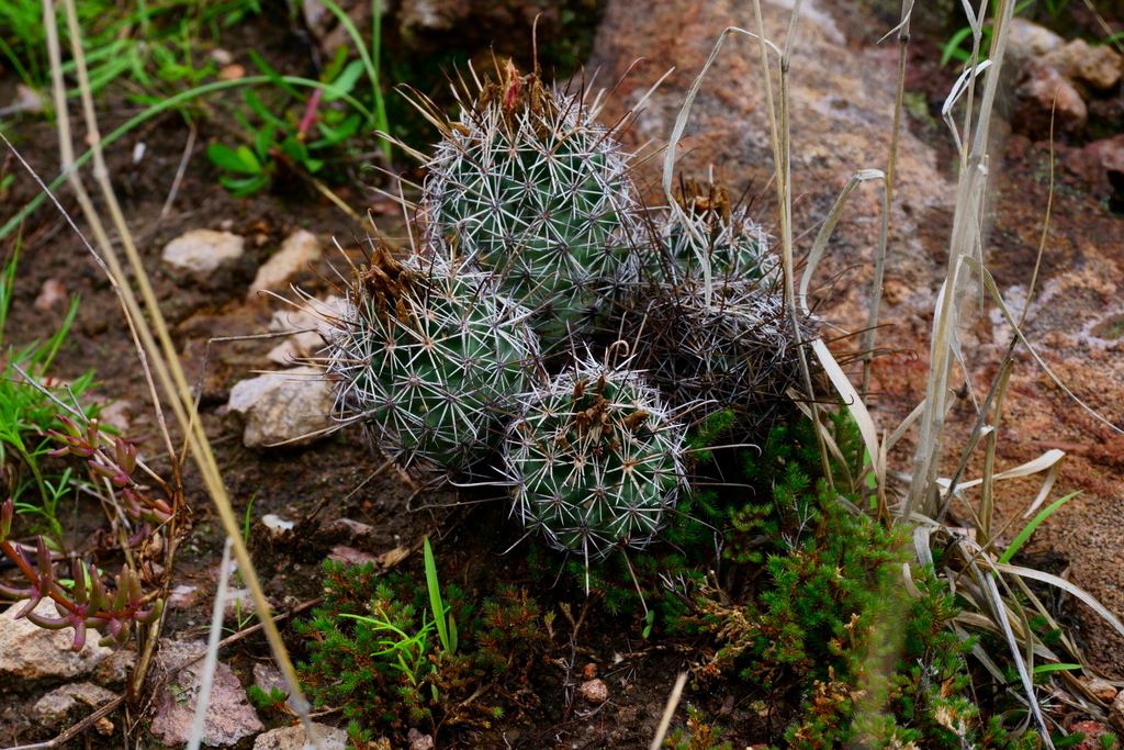 Coryphantha clavata stipitata from San Luis Potosí, S.L.P., México on ...