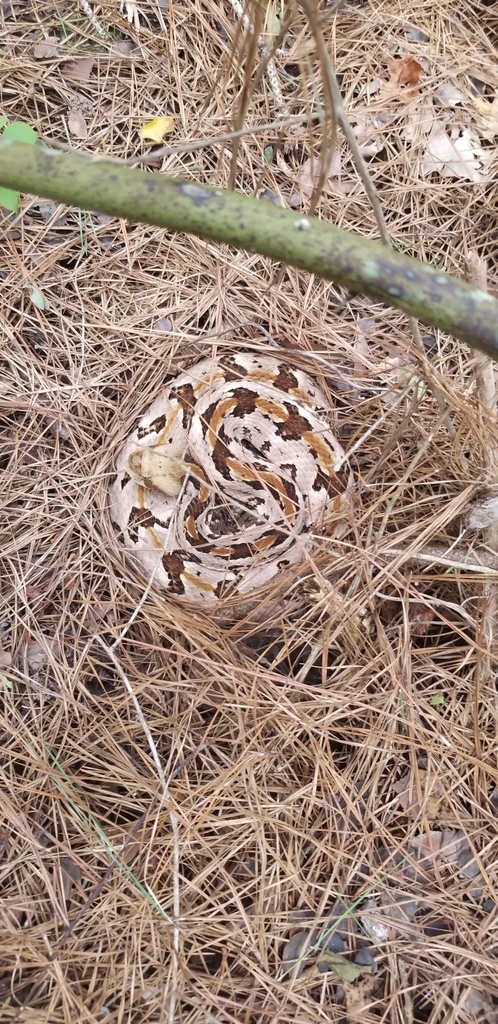 Timber Rattlesnake from Huntsville, TX 77340, USA on July 17, 2021 at ...