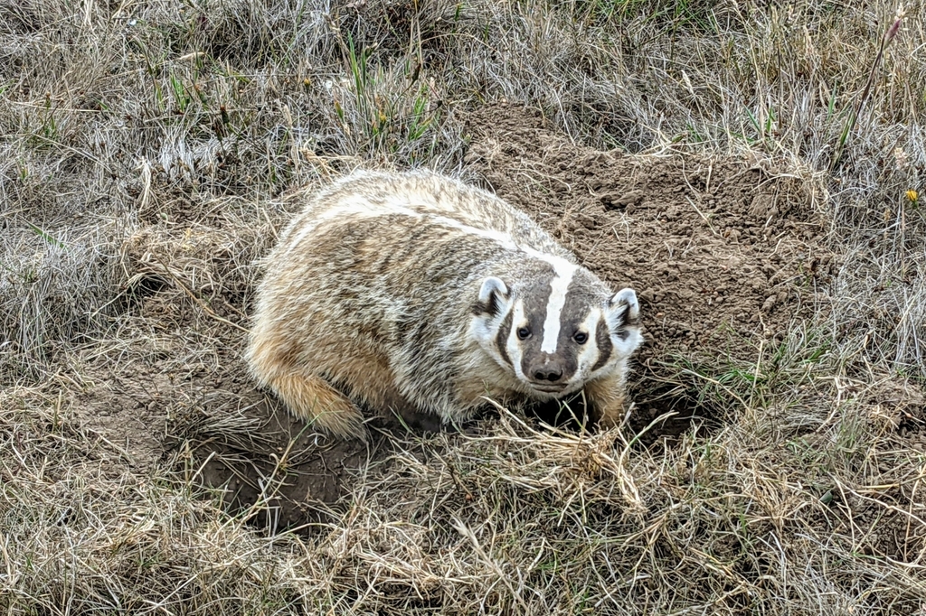 American Badger from Inverness, CA 94937, USA on July 17, 2021 at 08:54 ...
