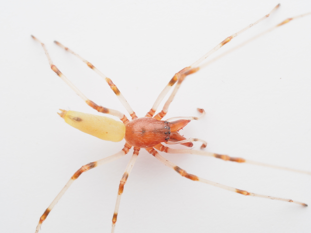 Slender Rainforest Spiders from Balmoral Ridge QLD 4552, Australia on ...