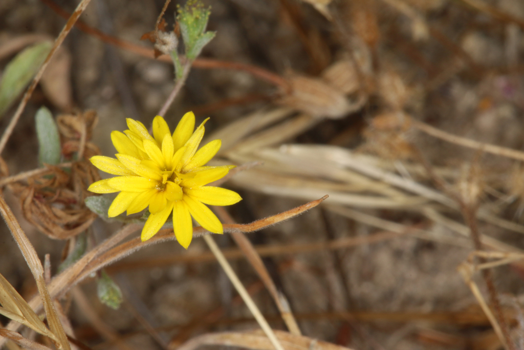 valley lessingia from San Luis Obispo County, CA, USA on May 18, 2019 ...