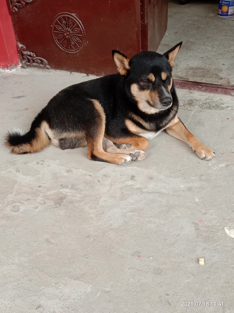Domestic Dog from Natun Kulamora Chapori N.C., Assam 785104, India on ...