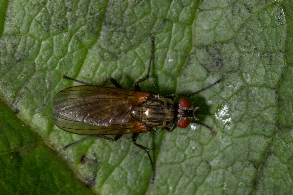Muscoid Flies from Washington County, VT, USA on July 17, 2021 at 04:29 ...