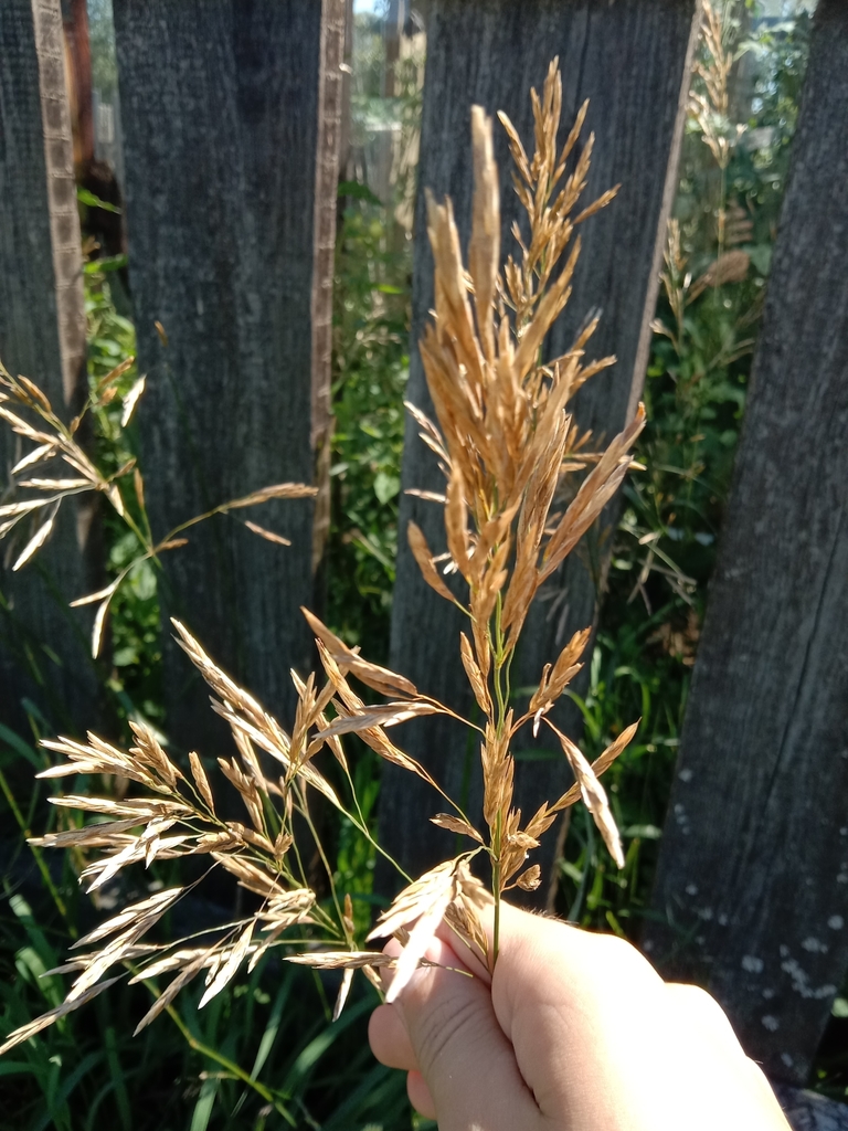 Smooth Brome from Юрмытское on July 16, 2021 at 11:01 AM by Илья ...