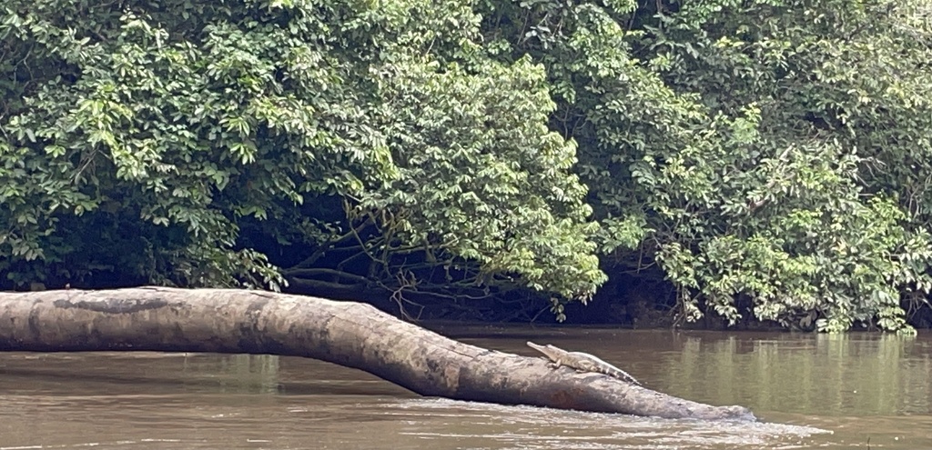 Central African slender-snouted crocodile from Reserve de Faune de la ...