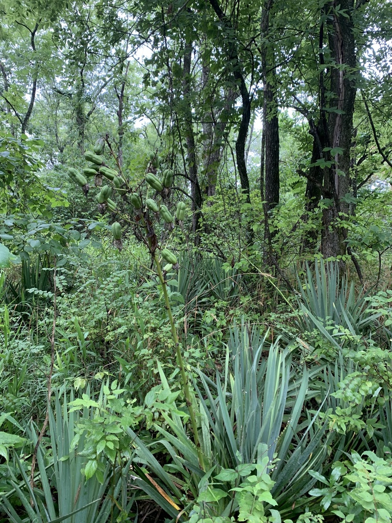 Weak-leaf Yucca from Jane, MO, US on July 18, 2021 at 08:21 AM by ...