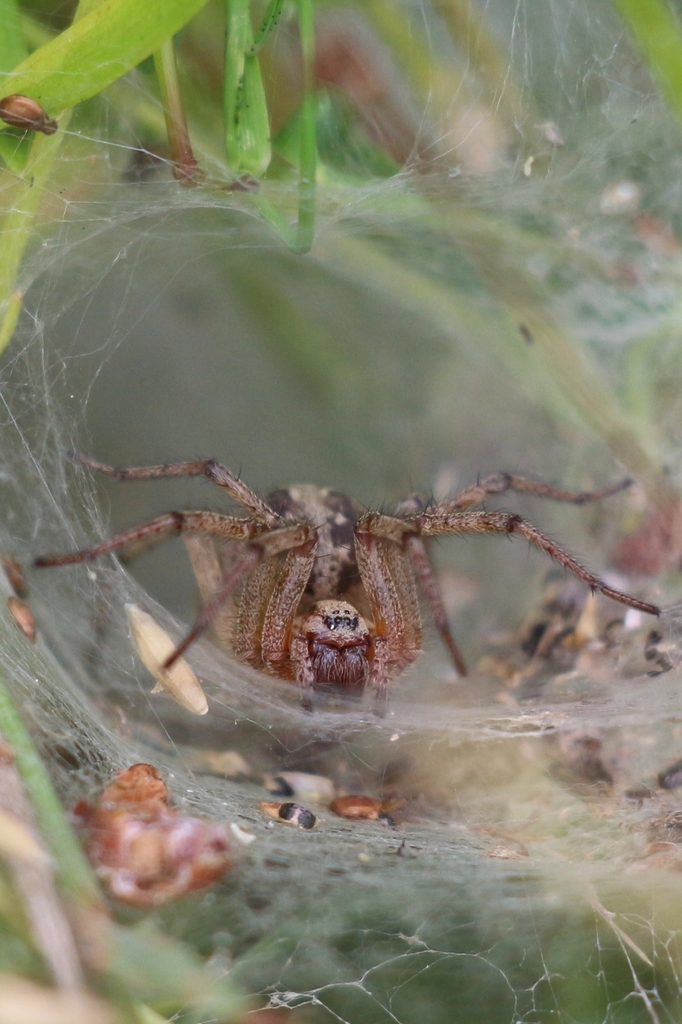 Labyrinth spider from 760 01, Česko on July 18, 2021 at 12:10 PM by ...