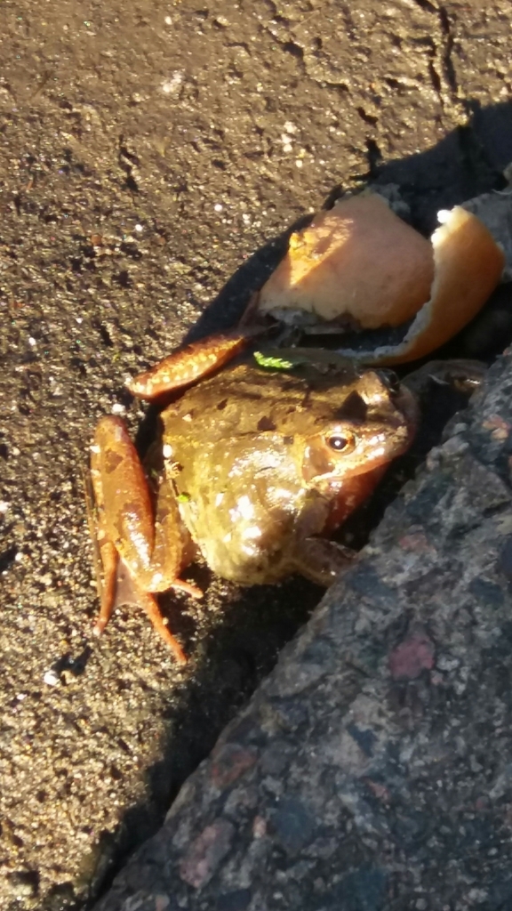 European Common Frog from A472, Pontypool NP4, UK on January 30, 2016 ...