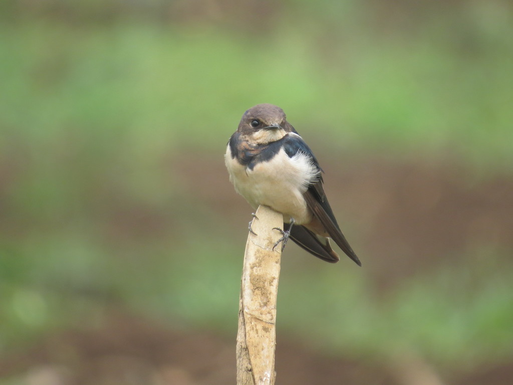 Barn Swallow from Paguyangan, Brebes Regency, Central Java, Indonesia ...