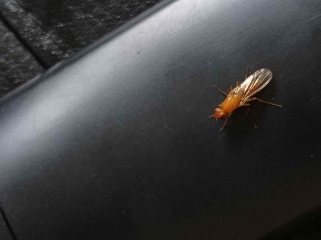Acalyptrate Flies from Kláštor pod Znievom on July 18, 2021 at 08:12 PM ...