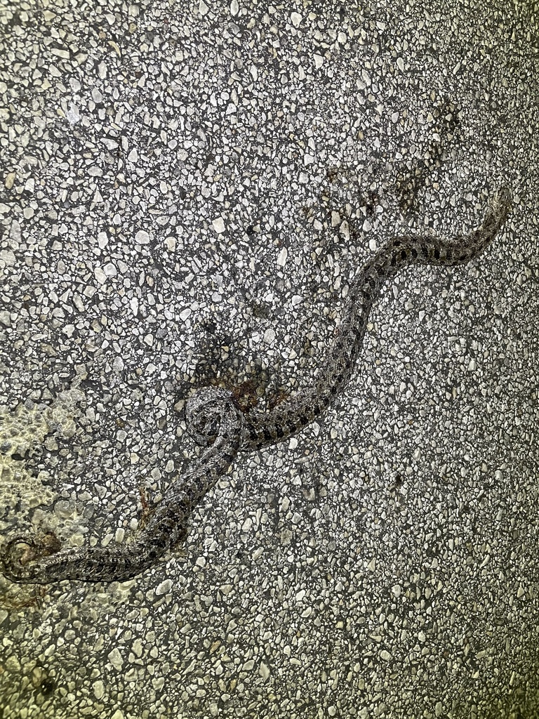 Prairie Kingsnake from Skyline Dr, Texas City, TX, US on July 17, 2021 ...