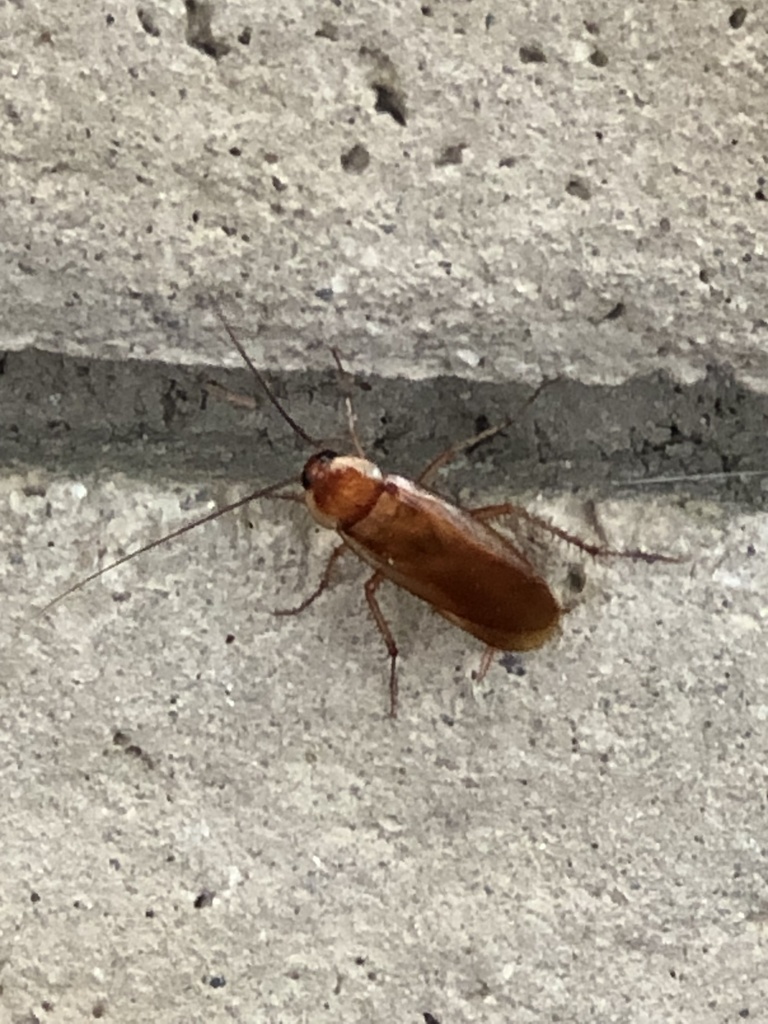 Turkestan Cockroach from E Second St, Reno, NV, US on July 18, 2021 at ...