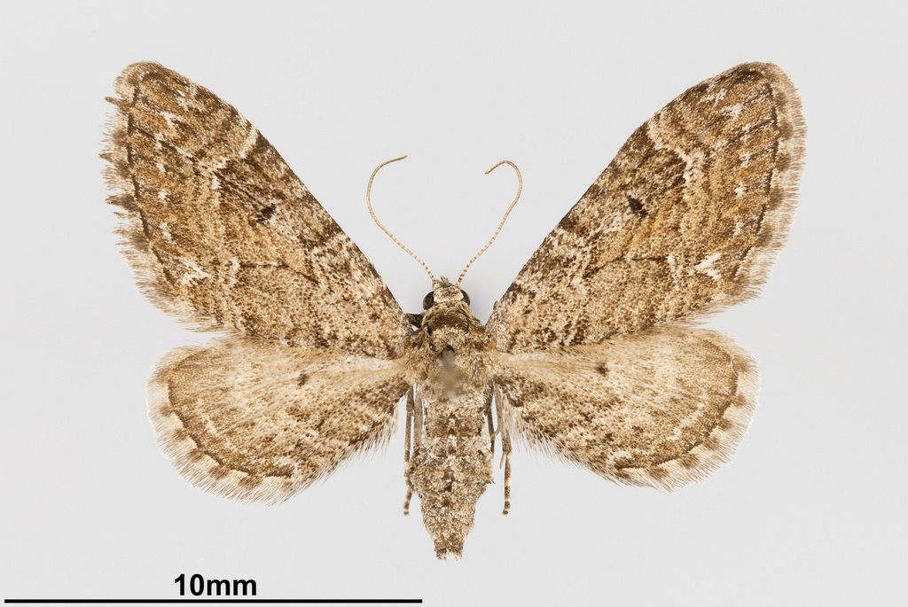 Eupithecia gelidata from Densow, 17268 Templin, Germany on August 13 ...