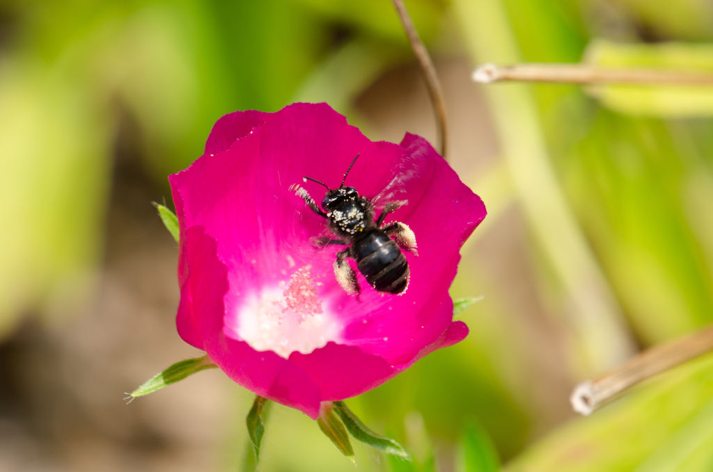 Two-spotted Longhorn Bee from The Southampton, St. Louis, MO 63109, USA ...