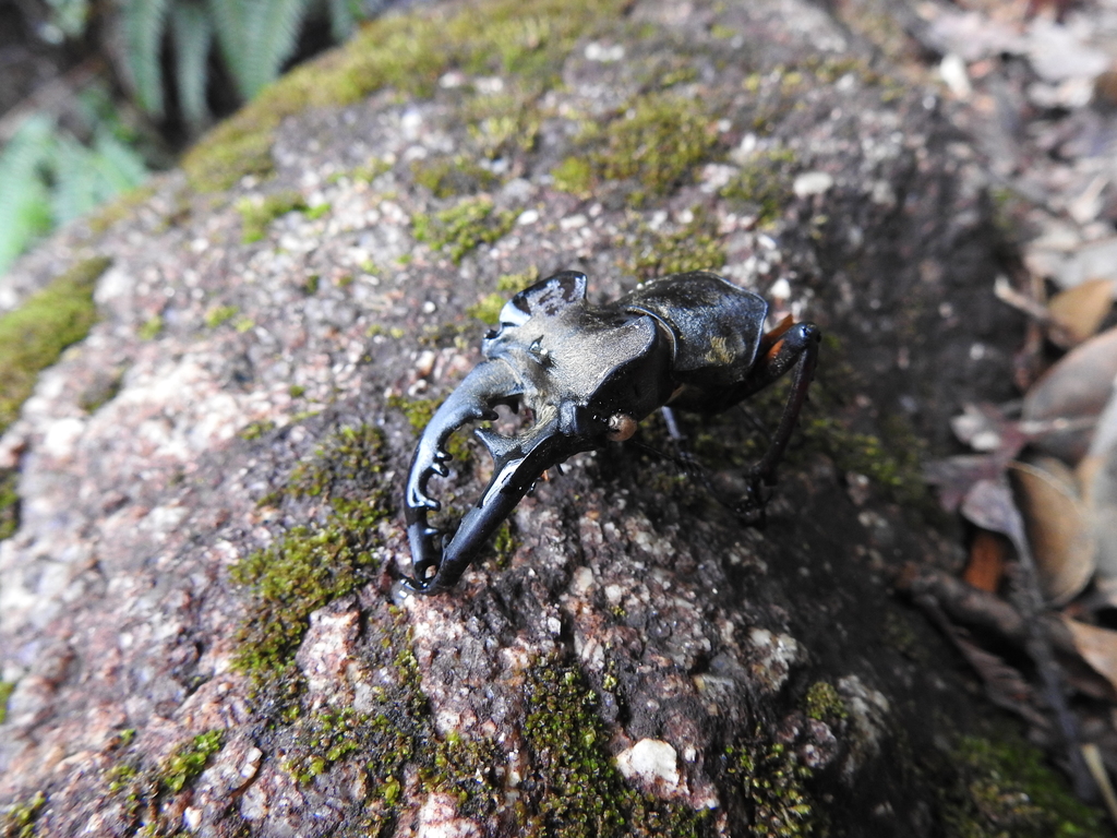 Lucanus maculifemoratus maculifemoratus from Ōtsu, Shiga, Japão on July ...