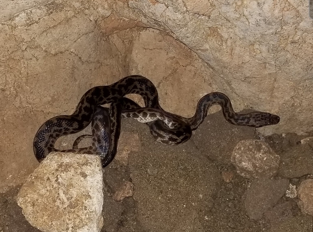 Spotted Python from Capricorn Caves on January 8, 2019 at 09:30 AM by ...