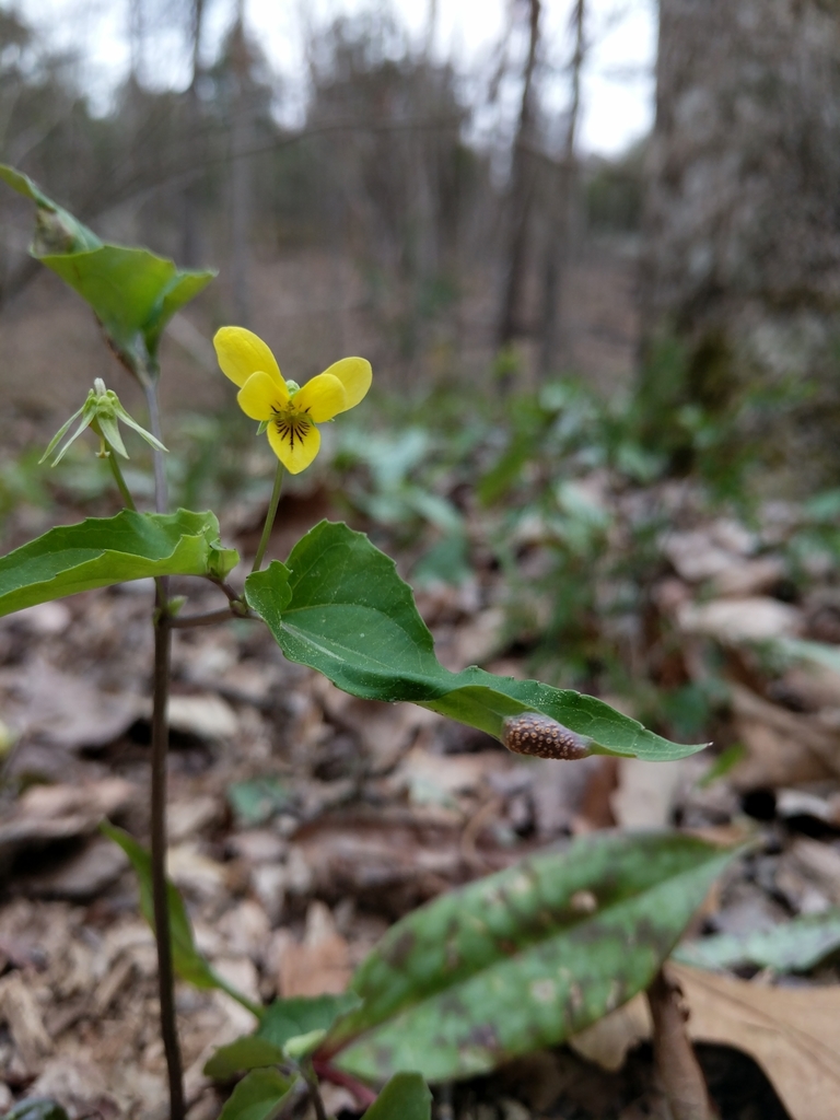 Halberd-leaved violet from Kershaw, SC 29067, USA on March 24, 2018 at ...