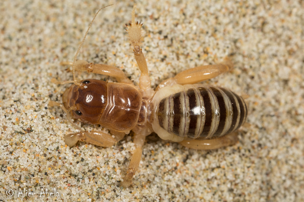 Point Conception Jerusalem Cricket in June 2014 by Alice Abela. Santa ...