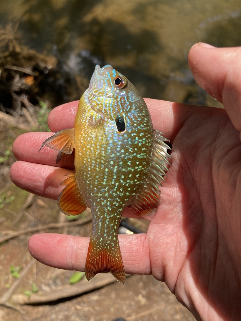 Longear Sunfish Complex from Tannehill Ironworks Historical State Park ...