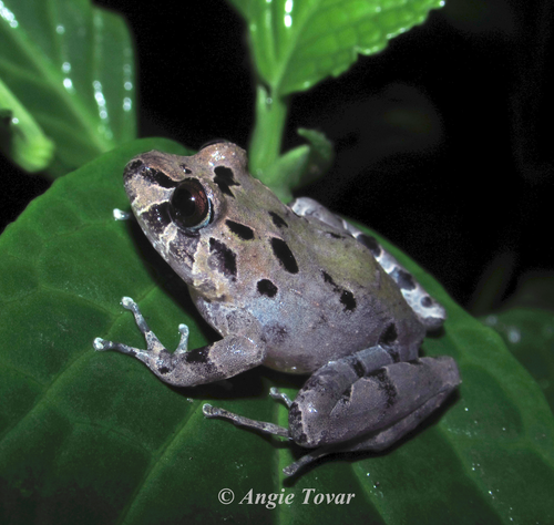 Pristimantis insignitus · iNaturalist
