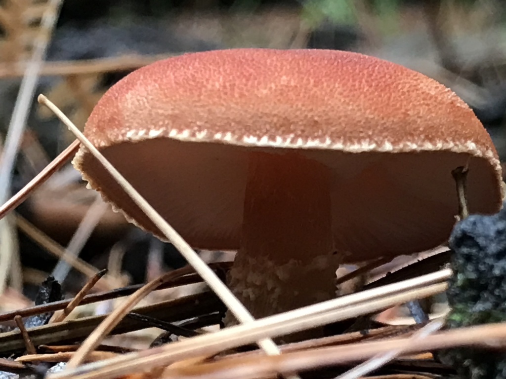 cinnabar powdercap from Coronado National Forest, Tucson, AZ, US on ...