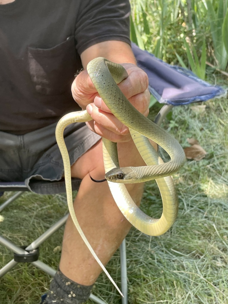 Western Yellow-bellied Racer in July 2021 by Jessica Martin · iNaturalist