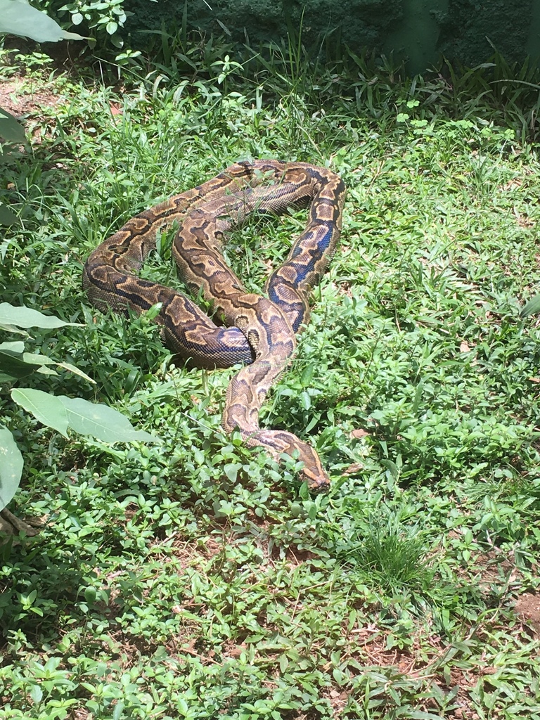 African Rock Python in March 2018 by David Van Damme · iNaturalist