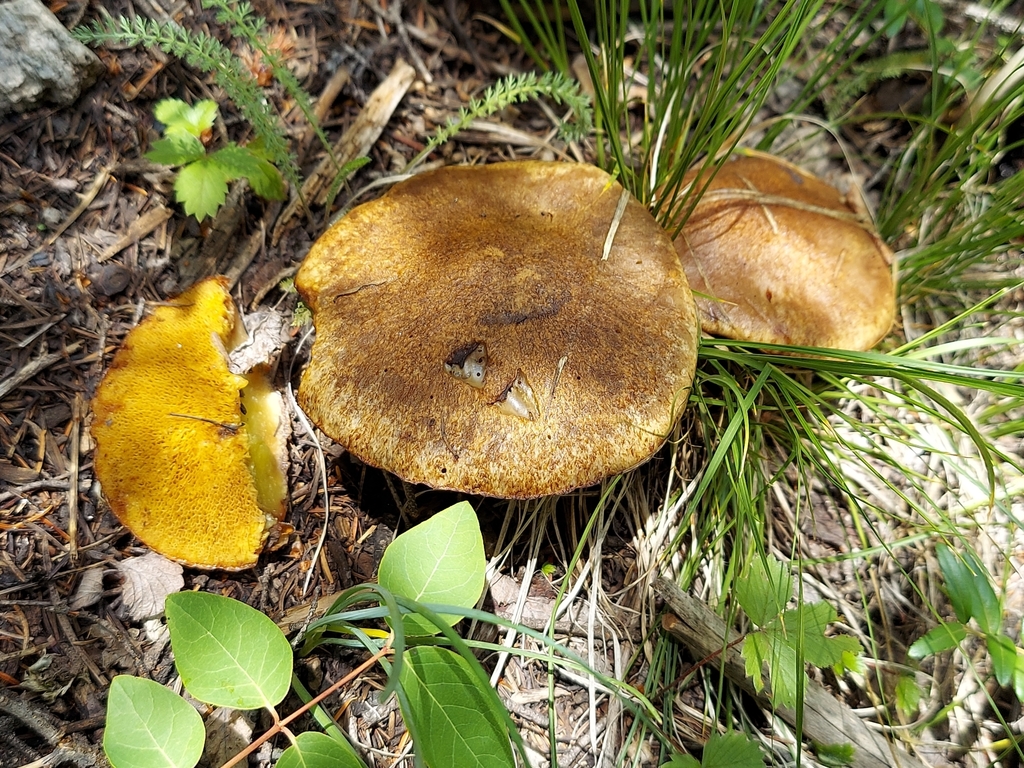 Slippery Jacks from Cabresto Lake on July 18, 2021 at 02:30 PM by Erik ...