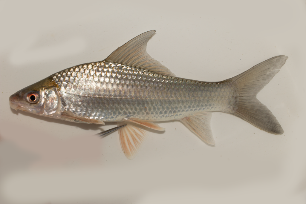 Red-nose Mud-fish from Mahalapye, Botswana on June 10, 2021 at 07:15 AM ...