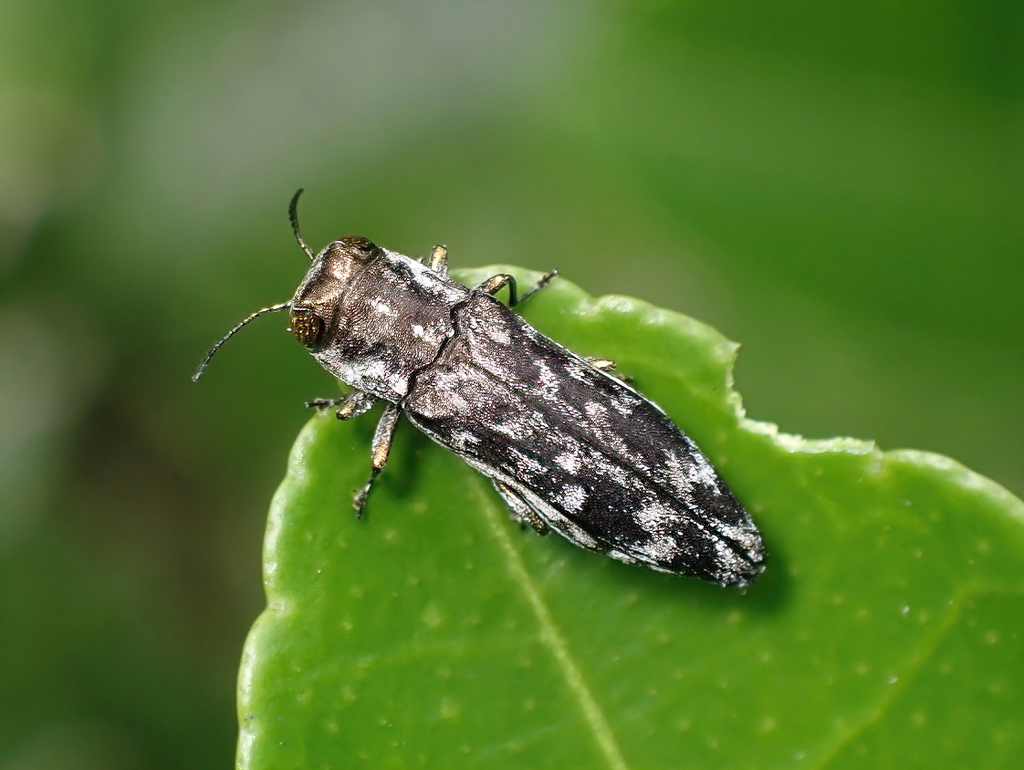 Agrilus auriventris from Sai Kung, Hong Kong on July 17, 2021 at 03:41 ...