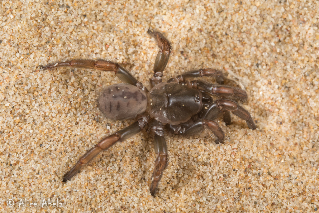 Southern Coastal Dune Trapdoor Spider in July 2021 by Alice Abela ...