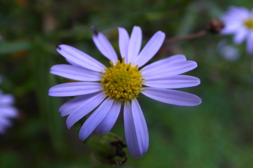 Aster indicus · iNaturalist