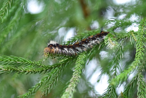 Dendrolimus houi · iNaturalist