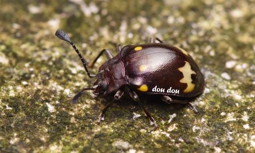 Sinocymbachus excisipes · iNaturalist