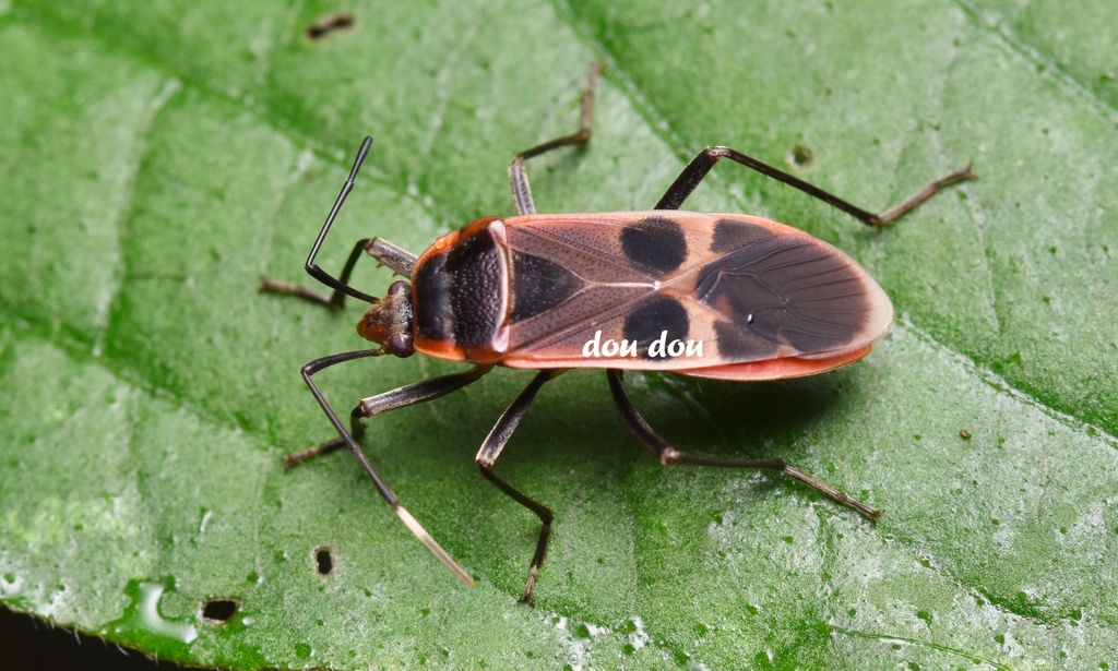 Physopelta parviceps from 中国浙江省杭州市临安区天目山 on June 27, 2021 at 10:43 AM ...