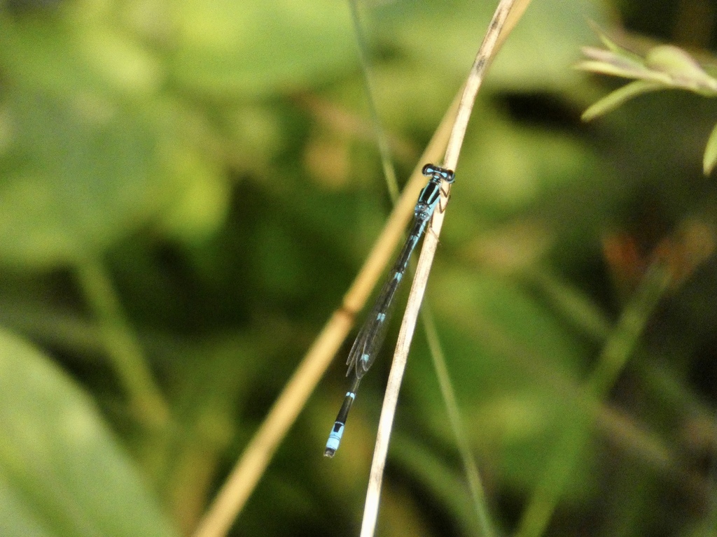 Stream Bluet from Clermont County, OH, USA on July 19, 2021 at 09:15 AM ...