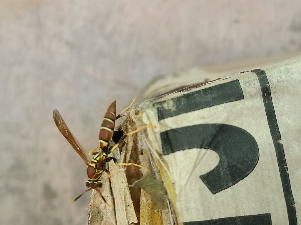 Unstable Paper Wasp from Santa María Huatulco, Oax., México on July 19 ...