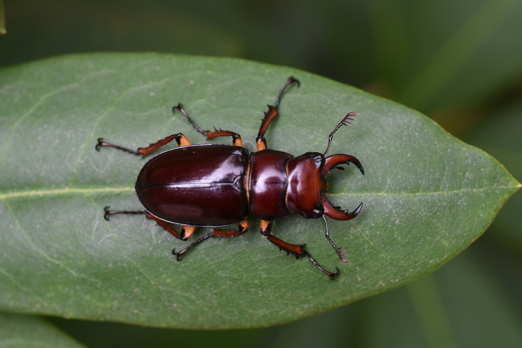 Reddish-brown Stag Beetle from Sullivan County, TN, USA on July 18 ...