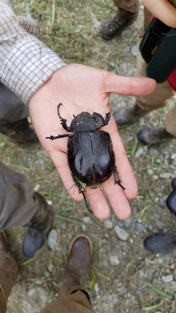 Actaeon Beetle from Buenaventura, Valle del Cauca, Colombia on March 21 ...
